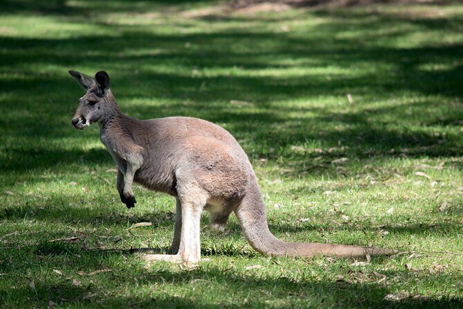 Sydney South Coast Day Tour  Kiama Blowhole & Sea Cliff Bridge - Why Travelers Love This Tour