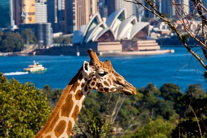 Sydney Taronga Zoo General Entry Ticket - What to Expect at Sydney Taronga Zoo