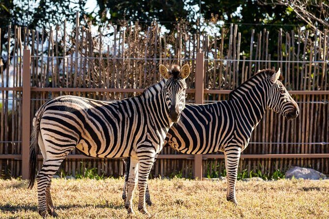 Sydney Taronga Zoo General Entry Ticket - The Bottom Line: Who Should Visit?