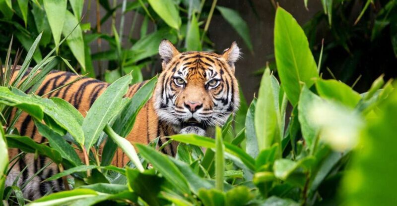 Sydney: Taronga Zoo Ticket with Return Ferry - An In-Depth Look at the Experience
