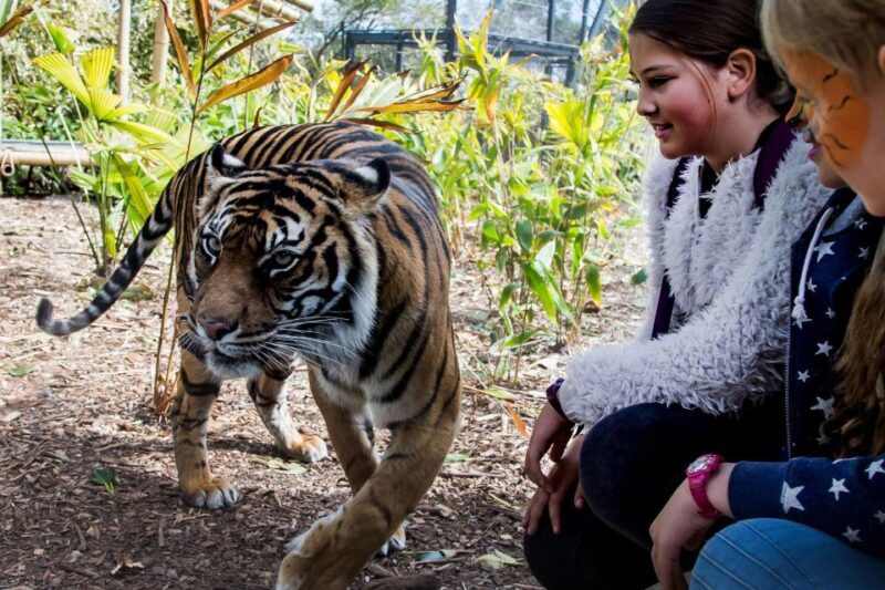 Sydney: Taronga Zoo Ticket with Return Ferry - FAQs