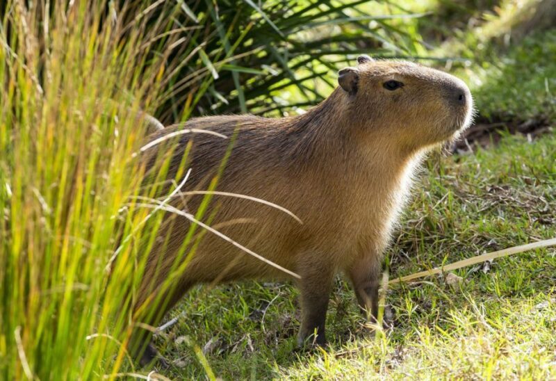 Sydney: Taronga Zoo Tickets - Animal Encounters & Keeper Talks