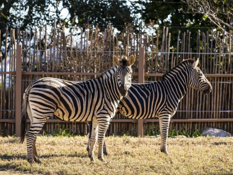 Sydney: Taronga Zoo Tickets - The Views & Photo Opportunities