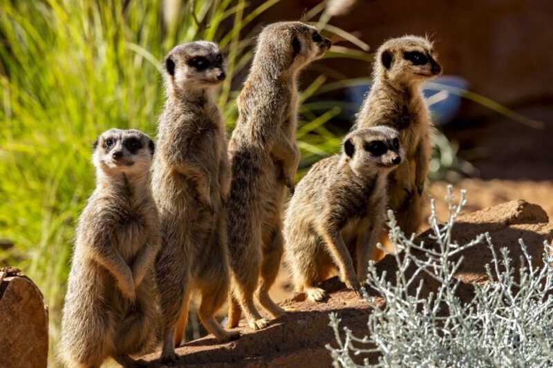 Sydney: Taronga Zoo Tickets - Food, Amenities & Practical Tips