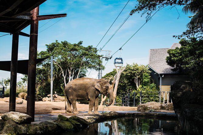 Sydney Taronga Zoo Wild Australia Experience - Key Points