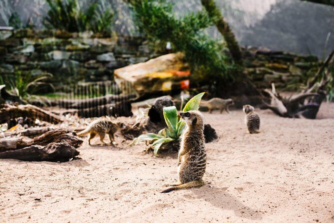 Sydney Taronga Zoo Wild Australia Experience - Getting There and Transportation