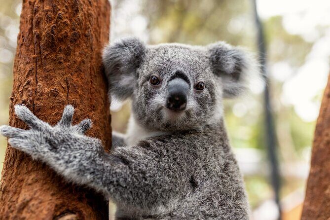 Sydney Taronga Zoo's Aussie Backyard Adventure Tour - Introduction: A Closer Look at Taronga Zoos Aussie Backyard Adventure