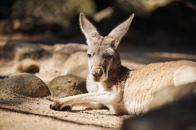 Sydney Taronga Zoo's Aussie Backyard Adventure Tour - Key Points