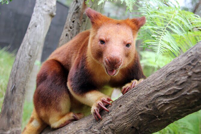 Sydney Taronga Zoo's Aussie Backyard Adventure Tour - The Sum Up: Who Will Love This Tour?