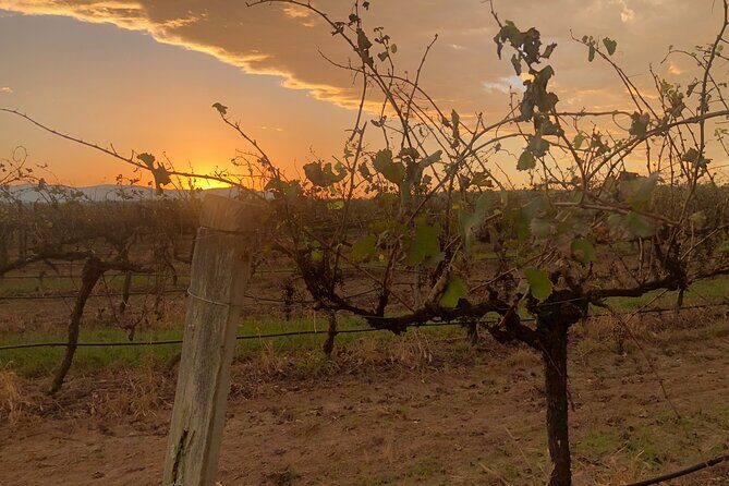 Sydney to Hunter Valley Boutique Tour - Final Thoughts