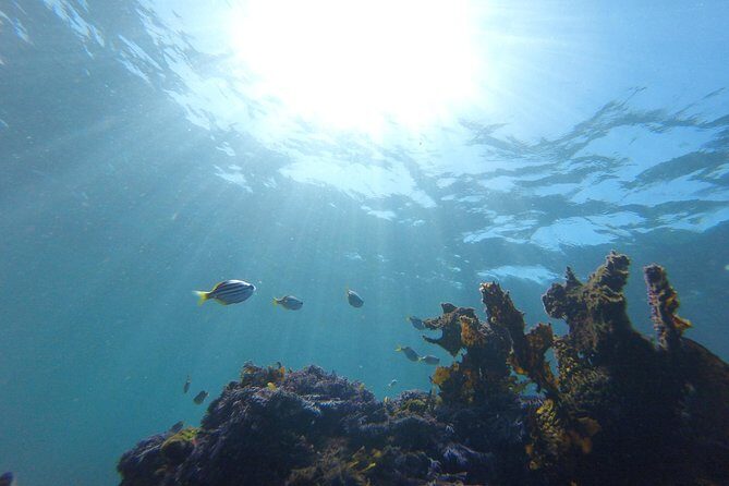 sydney underwater scooter tours - Who Is This Tour Best Suited For?