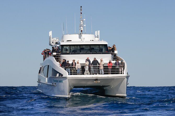 Sydney Whale Watching - 2.5hr Discovery Cruise - The Itinerary: What to Expect on Your Cruise