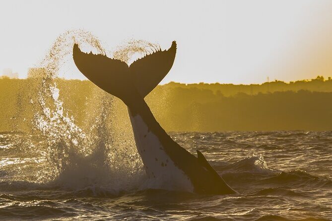 Sydney Whale Watching Adventure Cruise - Analyzing Value and Practical Considerations