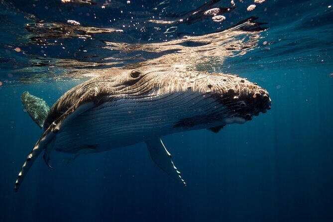 Sydney Whale Watching Adventure Cruise - The Sum Up