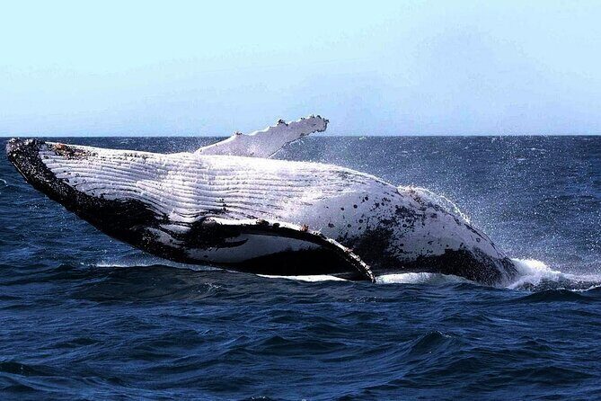 Sydney Whale Watching and Sightseeing Sailing Private Tour - Exploring the Details of the Tour