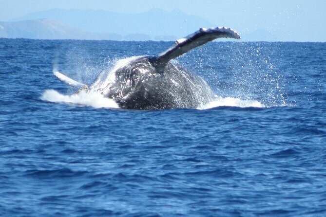 Sydney Whale Watching and Sightseeing Sailing Private Tour - Authentic Experiences and Traveler Perspectives