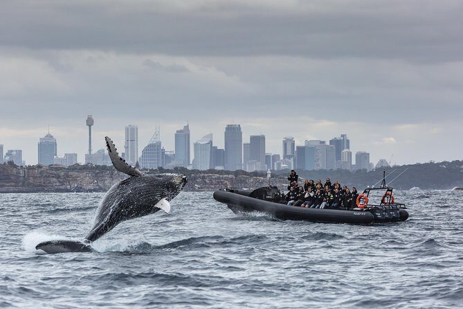 Sydney Whale-Watching by Speed Boat - An Authentic Look at the Speedboat Whale-Watching Experience