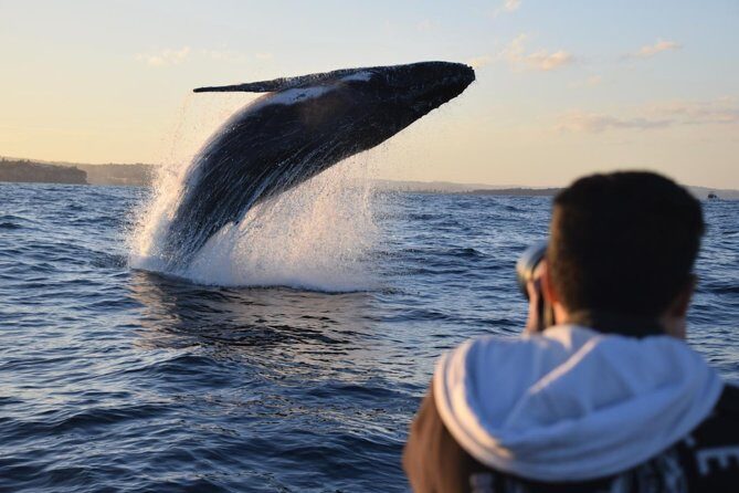 Sydney Whale-Watching by Speed Boat - FAQs