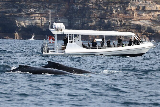 Sydney Whale-Watching by Speed Boat - Final Thoughts