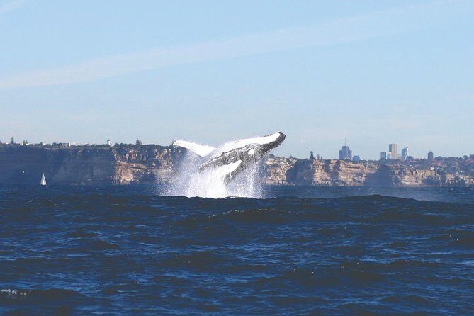 Sydney Whale Watching Cruise from Circular Quay - Introduction: A Whale of a Time for Nature Lovers