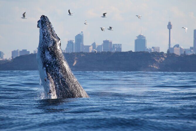Sydney Whale Watching Cruise from Circular Quay - FAQs