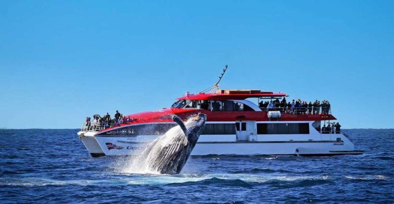 Sydney: Whale Watching & Hop On Hop Off Cruise Package - Key Points