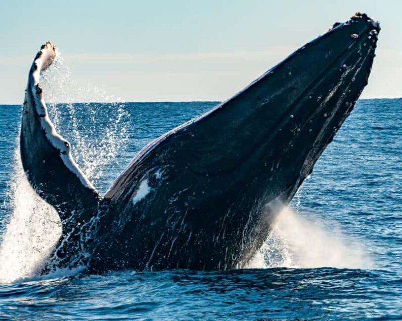 Sydney; Whale Watching - The Practicalities: What’s Included and What’s Not