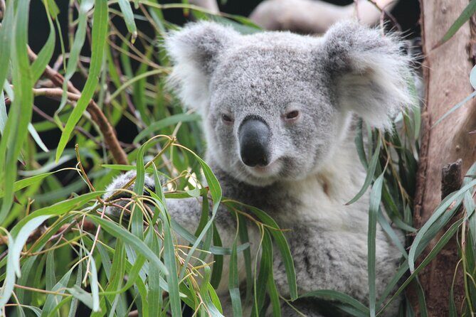 Sydney Wild Kangaroos and a Cruise: A Private Wildlife Adventure - What Does the Price Cover?