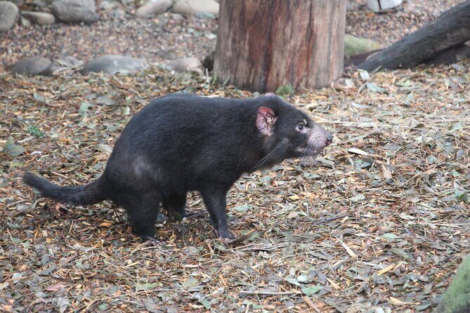 Sydney Wild Kangaroos and a Cruise: A Private Wildlife Adventure - How Authentic and Rewarding Is It?