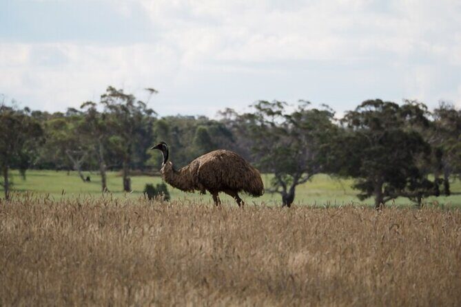 Sydney Wildlife Safari - The Sum Up