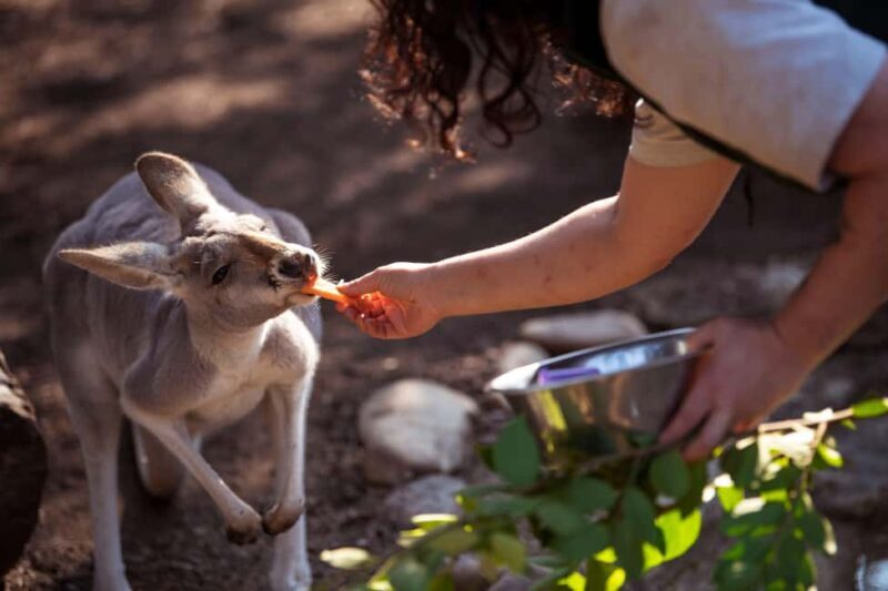Sydney Your Way: Customizable Private Tour with Local Guide - Who Will Love This Tour?