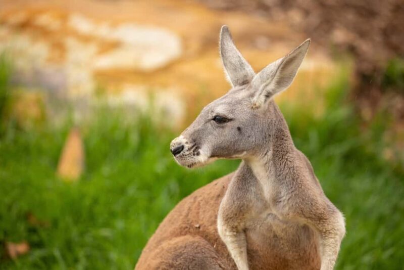 Sydney Zoo Admission Ticket - FAQ