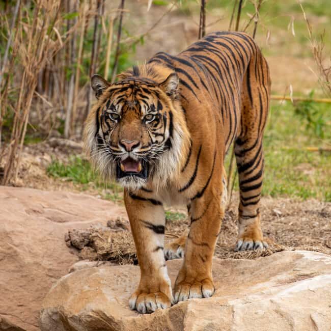 Sydney Zoo Admission Ticket - Final Thoughts