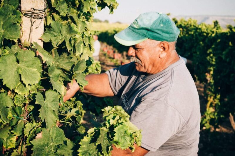 Syracuse: Exclusive Sicilian Wine Tasting Experience - Analyzing the Value