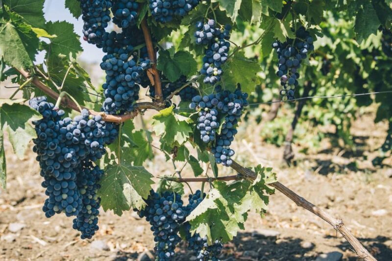 Syracuse: Exclusive Sicilian Wine Tasting Experience - FAQs
