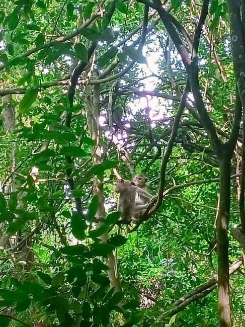 Ta Tai Waterfall: Tuk-Tuk Adventure & Mangrove Forest - An Honest Look at the Koh Kong Waterfalls and Mangroves Tuk-Tuk Tour
