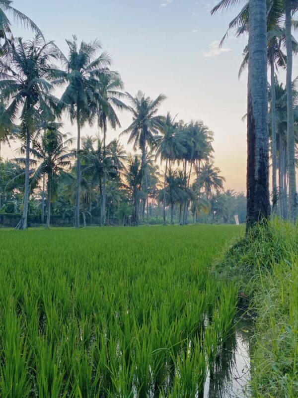 Tabanan Bali: Mount Batukaru Sunrise Treking Tektok - FAQ