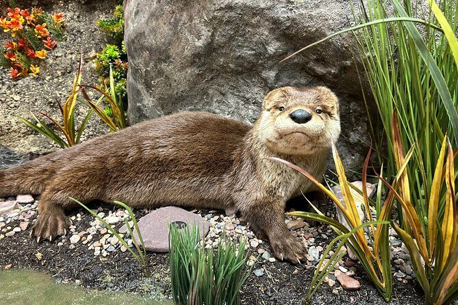 Tablet Tour in Wildlife Gallery - Key Points