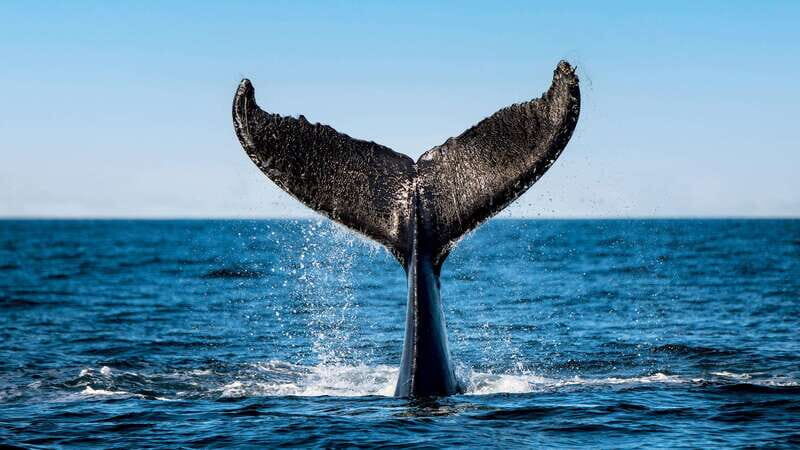 Tadoussac/Charlevoix: 3-Hour Whale Watching Boat Tour - Key Points
