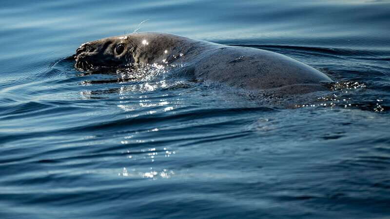 Tadoussac/Charlevoix: 3-Hour Whale Watching Boat Tour - Who Should Consider This Tour?
