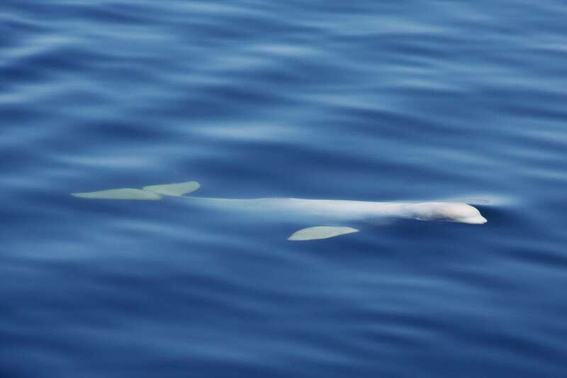 Tadoussac/Charlevoix: 3-Hour Whale Watching Boat Tour - Frequently Asked Questions