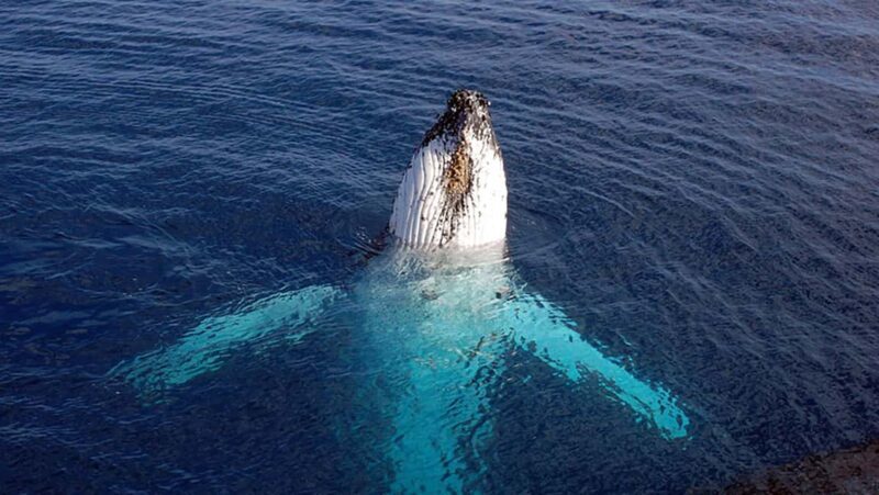 Tadoussac/Charlevoix: VIP Lounge OR UpperDeck Whale Watching - Key Points