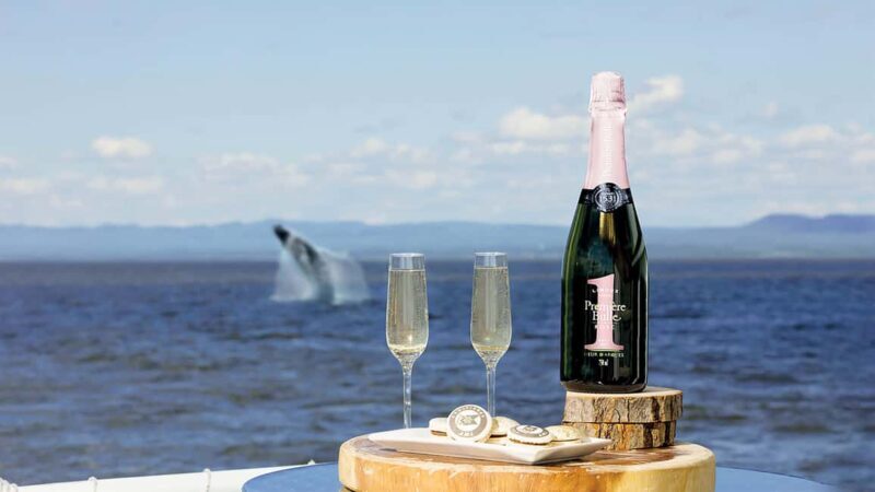 Tadoussac/Charlevoix: VIP Lounge OR UpperDeck Whale Watching - An In-Depth Look at the Experience