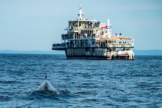 Tadoussac/Charlevoix: Whale & Bear Wildlife Tour - An In-Depth Look at the Tadoussac/Charlevoix Wildlife Tour