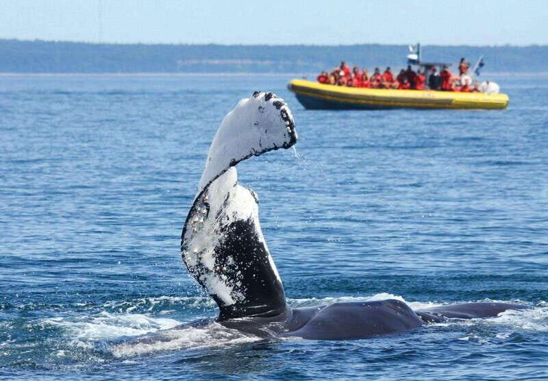 Tadoussac/Charlevoix: Whale Watching Tour & Bear Observation - Exploring the Tadoussac/Charlevoix: Whale Watching and Bear Observation Tour