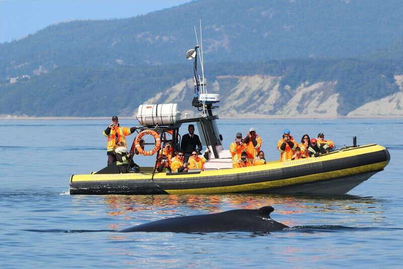 Tadoussac/Charlevoix: Whale Watching Tour & Bear Observation - Key Points