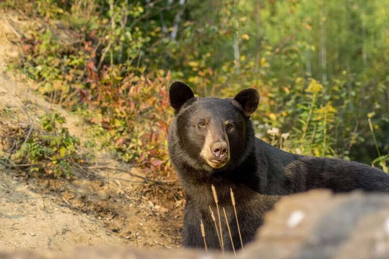 Tadoussac/Charlevoix: Whale Watching Tour & Bear Observation - The Itinerary in Detail
