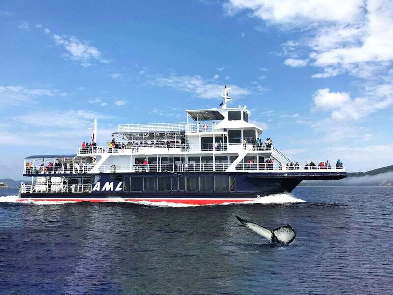 Tadoussac/Charlevoix: Whale Watching Tour & Bear Observation - Practical Tips for Your Day