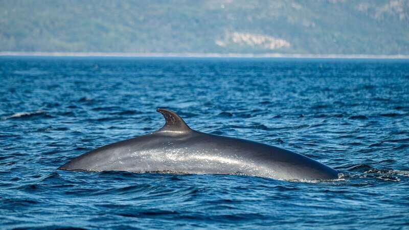 Tadoussac/Charlevoix: Whale Watching Tour & Bear Observation - Who Should Consider This Tour?