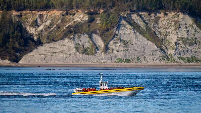Tadoussac/Charlevoix: Whale Watching Tour & Bear Observation - The Sum Up